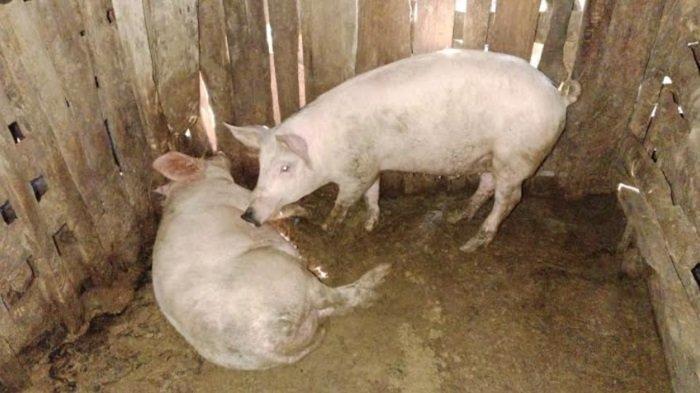 Babi Mati Diduga Diserang Virus ASF, Peternak Babi di Manggarai Timur ...