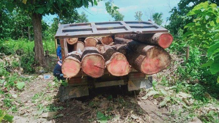 6 Pria Curi Kayu di Taman Nasional Mutis Timau, Oknum Aparat Mencoba ...
