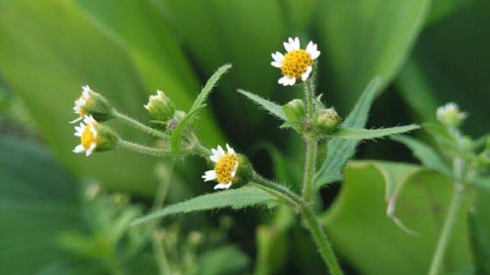 Renungan Harian Kristen Sabtu 2 September 2023, Seperti Bunga Rumput ...