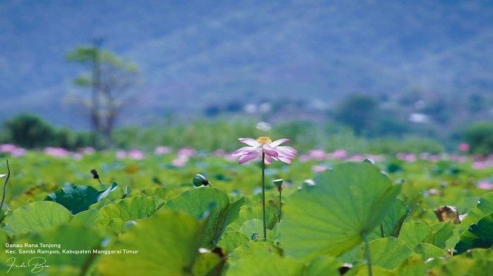 Bunga Teratai Terbesar di Rana Tonjong Manggarai Timur Jadi Pilihan ...
