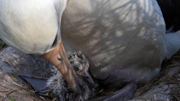 Burung Albatros Tertua di Dunia Bertelur pada Umur 74 Tahun - Pos ...
