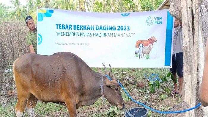 PLN Serahkan Bantuan Hewan Kurban 19 Sapi dan 7 Kambing di NTT - Pos ...