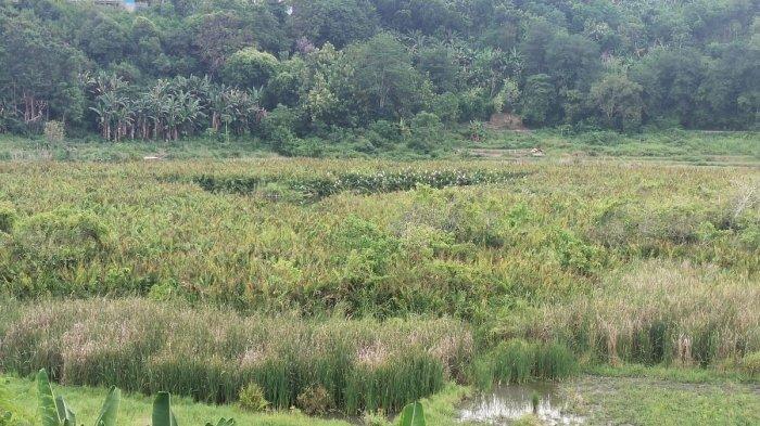 Wisata NTT, Jelajah Keindahan Danau Rana Loba di Manggarai Timur, Bisa ...