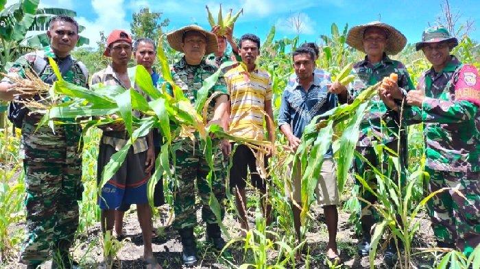 Dandim Rote Ndao Bersama Kelompok Tani Makmur Jaya Rote Tengah Panen Raya Jagung - Pos-kupang.com