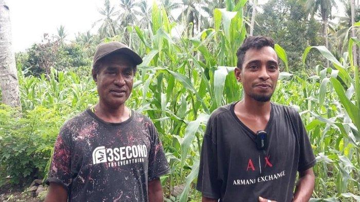 Derita Petani Lereng Gunung Lewotobi, Gagal Panen di Tengah Lonjakan ...