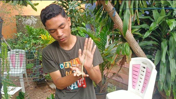 Lipsus - Penemuan Serangga Baru Nesiophasma Sobesonbaii Jadi Aset ...