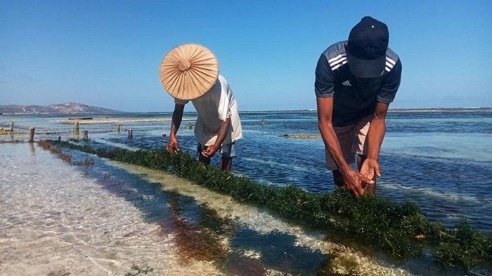 Kementerian Kelautan dan Perikanan Pacu Produktivitas Budidaya Rumput Laut di Pulau Terluar ...