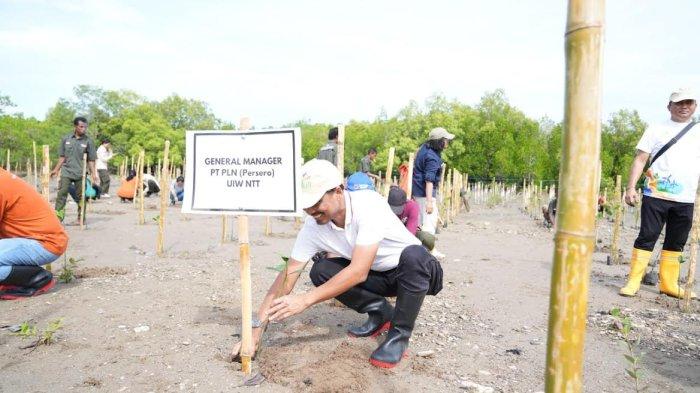 Kolaborasi PLN Dengan BBKSDA NTT Tanam 50.000 Pohon Mangorove di Desa Tanah Merah Kabupaten ...