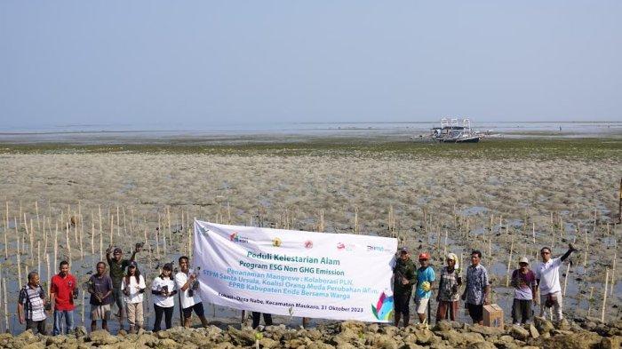 Kolaborasi PLN UPK Flores dan STPM Santa Ursula Ende, Tanam 2.000 ...