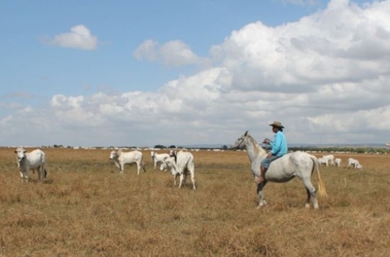Kelak Sapi Ongole Jadi Kenangan - Pos-kupang.com