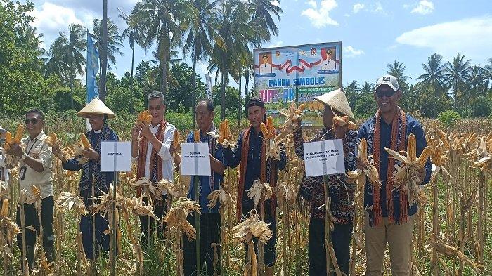 Gubernur NTT Panen Jagung Program TJPS di Wairbeler Sikka - Pos-kupang.com