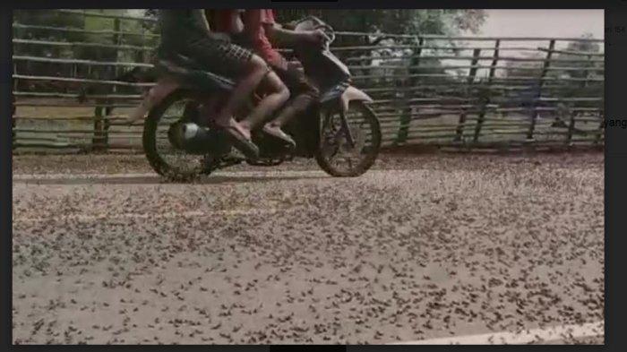 Hama Belalang Di Amfoang, Dinas Pertanian Kabupaten Kupang Lakukan ...