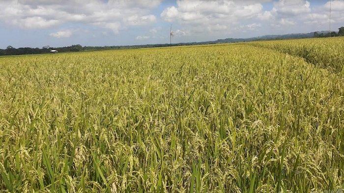 Tanaman Padi Mulai Berbunga, Petani Harap Hujan Tetap Turun Normal ...
