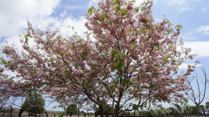 Wisata NTT, Tak Perlu ke Jepang untuk Nikmati Keindahan Bunga Sakura ...