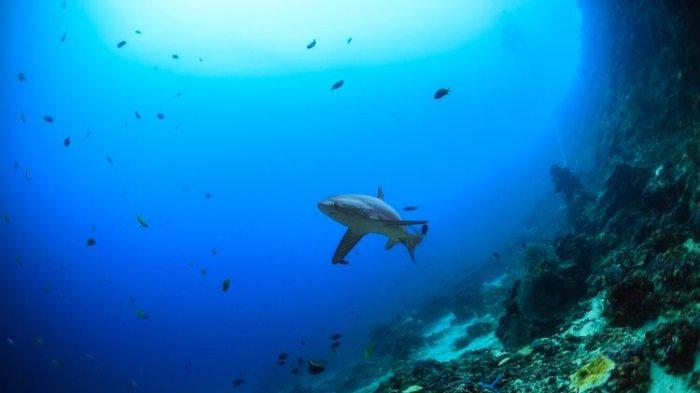 Wisata NTT, Hiu Tikus Kekayan Baru Wisata Alor Setelah Dugong - Pos ...