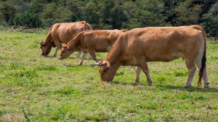 Indonesia Akan Impor 1,3 Juta Ekor Sapi Demi Program Makan Bergizi ...