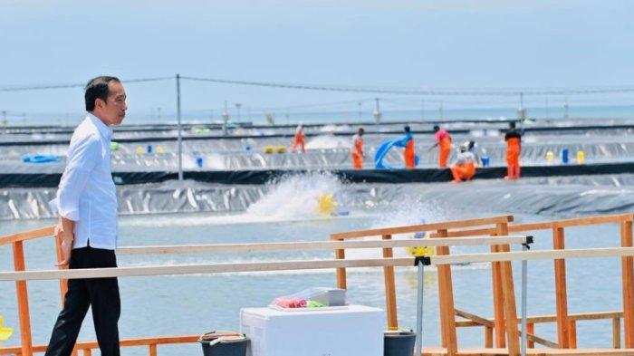Jokowi Pastikan Tambak Udang Berbasis Kawasan Ada di Sumba Timur, Lahan ...