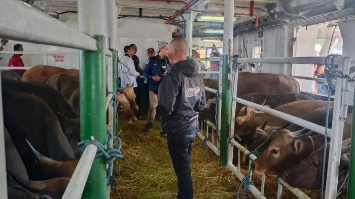 550 Ekor Sapi NTT Dikirim ke Kalsel Gunakan Tol Laut - Pos-kupang.com