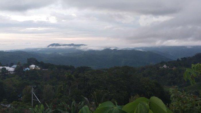 Wisata NTT, Agrowisata Hutan Enau Flores Barat NTT, Nikmati Alam dan ...