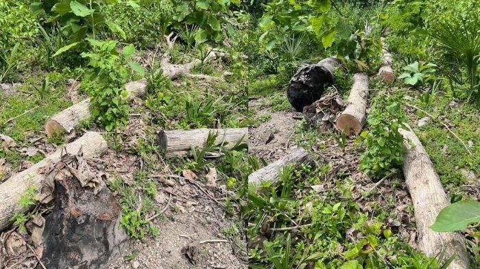 Kasus Ilegal Logging di Hutan Raknamo, Kepala Gakkum KLHK Kupang Belum Ungkap Identitas Pelaku ...