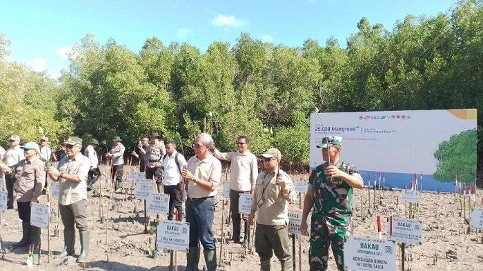 Pemprov NTT Tanam 1000 Bibit Mangrove di Kabupaten Kupang - Pos-kupang.com