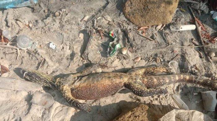 Seekor Komodo Ditemukan Mati di Pulau Komodo Manggarai Barat - Pos ...