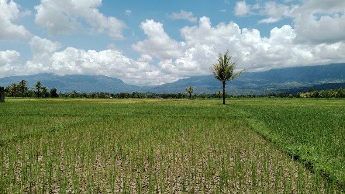 Curah Hujan Rendah, Tanaman Padi Sawah di Belu Terancam Gagal Panen ...