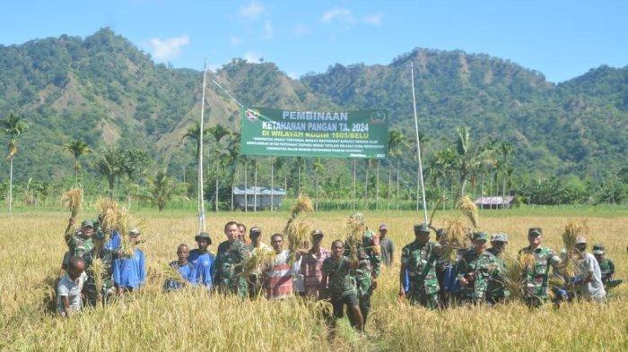 Pembinaan Ketahanan Pangan, Kodim Belu Panen Padi Bersama Warga di ...