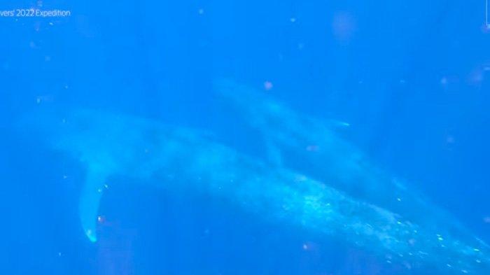 Timor Leste: Induk Paus Biru Tertangkap Kamera Sedang Beri Makan ...