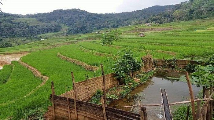 Hama Tikus Serang Tanaman Padi Milik Petani di Golo Wune, Manggarai ...
