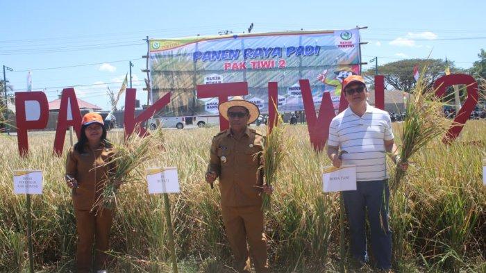Panen Raya di Demplot Padi Varietas Pak Tiwi 2 Naibonat Kabupaten ...