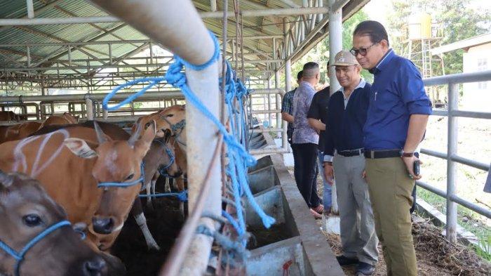 Populasi Sapi di NTT Turun, Penjabat Gubernur NTT Minta RPH Tidak ...