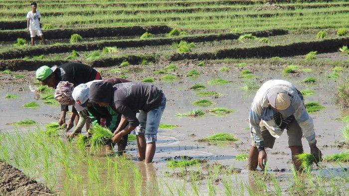 Hasil Panen Padi Timor Leste Meningkat Dua Kali Lipat - Pos-kupang.com