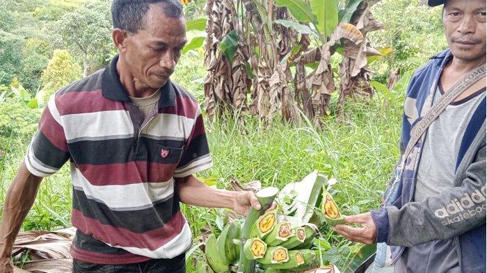 Tanaman Pisang di Manggarai Diduga Terserang Penyakit Darah, Buahnya ...