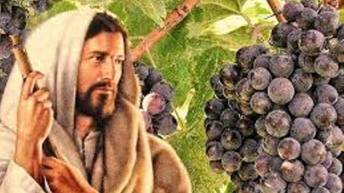 Renungan Harian Kristen Jumat 26 April 2024, Akulah Pokok Anggur Yang ...