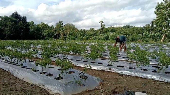 Produksi Pertanian Koptan Tani Sehati di Banopo Timor Tengah Utara yang ...