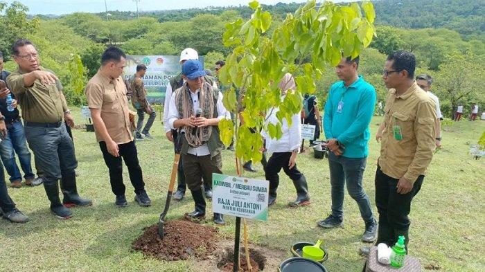 Program Satu Juta Pohon, Menhut RI Raja Juli Antoni Tanam Pohon di Penkase, Kota Kupang - Pos ...