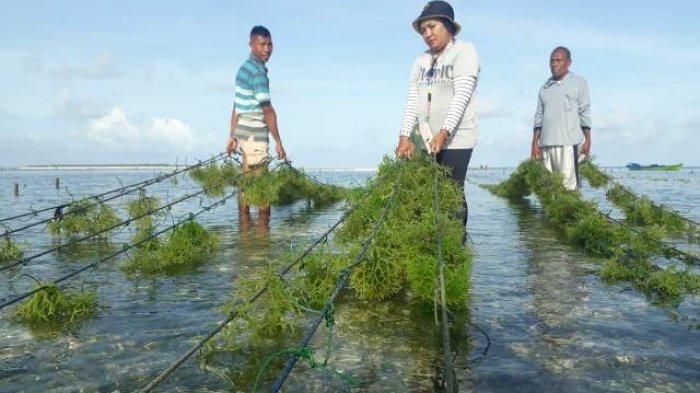 NTT Berpeluang Jadi Pusat Industri Rumput Laut Terpadu di Indonesia - Pos-kupang.com