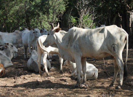 SBY: Perbaiki Padang Penggembalaan - Pos-kupang.com