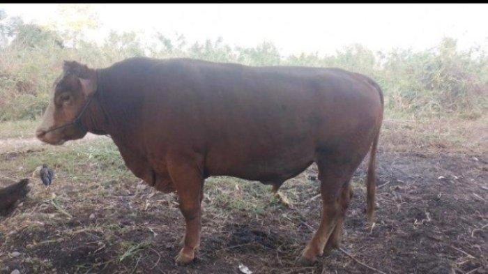 Jokowi Kirim Sapi 950 Kg ke NTT Untuk Kurban - Pos-kupang.com
