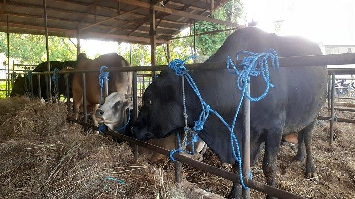 Permintaan Sapi Potong dari NTT Menurun Jelang Idul Adha 2025 - Pos ...
