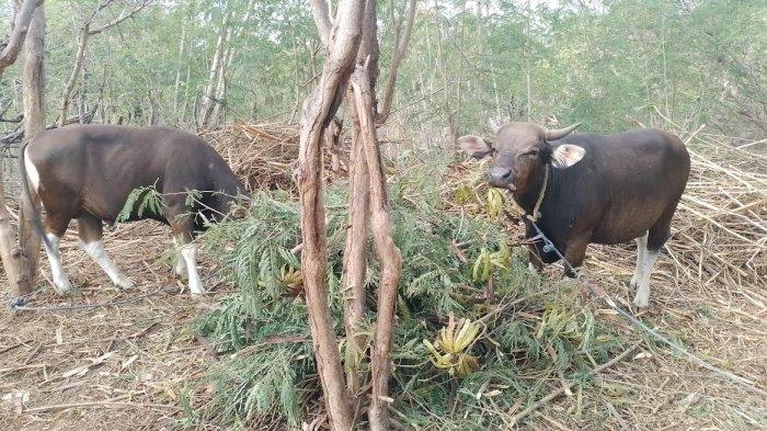 Ini Penyebab Lesunya Penjualan Ternak Sapi Potong di Kabupaten Kupang ... Ini Penyebab Lesunya Penjualan Ternak Sapi Potong di Kabupaten Kupang ...