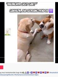 Video Viral TikTok, Anjing Saja Suka Berdoa, Bagaimana Deng Katong ...