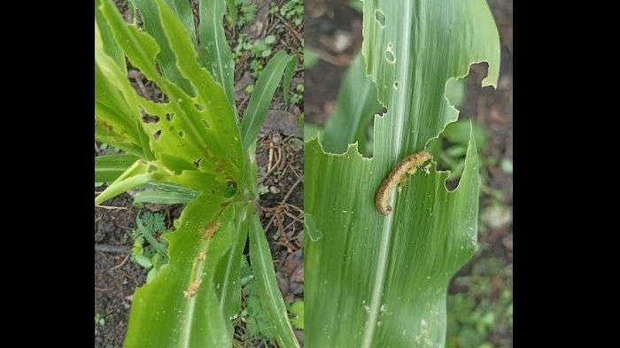 Hama Ulat Serang Tanaman Jagung Milik Petani di Borong Manggarai Timur ...