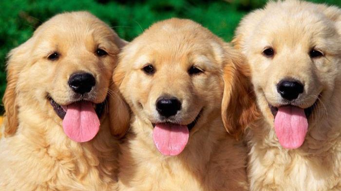 Wah, Anjing Ini Sudah Dikubur 14 Jam Lalu Kembali Menemui Pemiliknya ...