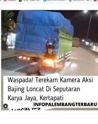 Berita Viral Aksi Banjing Loncat Terekam Kamera, Ini Semua Demi Rupiah ...