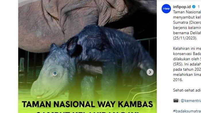Berita Viral Sambut Kelahiran Bayi Badak Sumatera ke 5 Sejak 2016 Taman ...