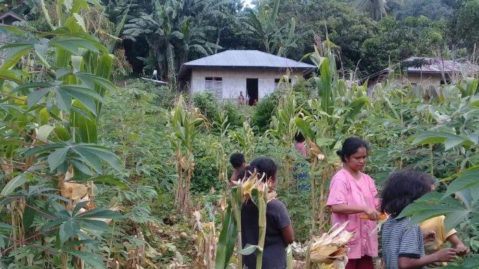 Meski Covid 19, Petani Desa Kisol Tak Gentar Panen Jagung - Pos-kupang.com