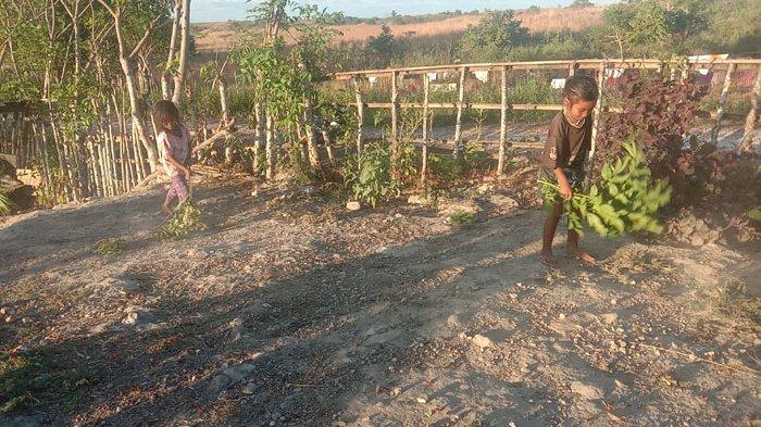 Belalang Serang Tanaman di Desa Lai Lanjang Kabupaten Sumba Timur - Pos ...