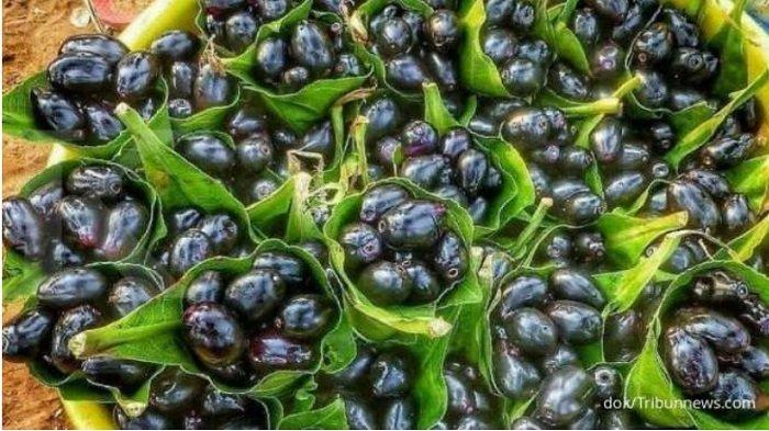 Termasuk Suku Jambu, Manfaat Biji Buah Jamblang Untuk Diabetes, Cara ...